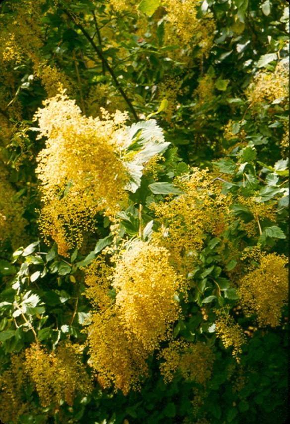 Native Plants, Keystone Species, and More - Kathy Hutton by Water Wise ...