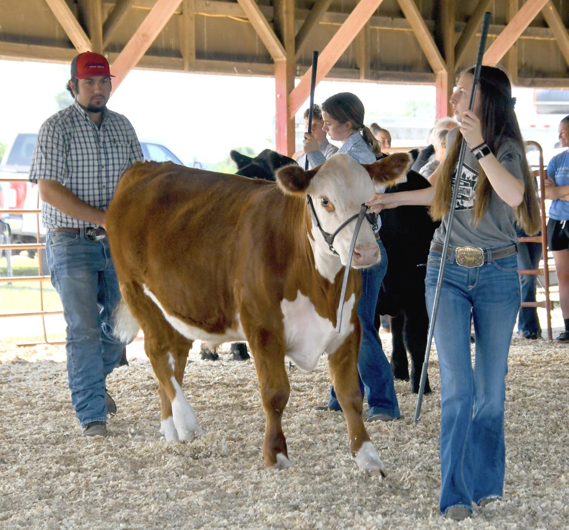 2024 Polk County Fair Book by Grace Erickson - Issuu