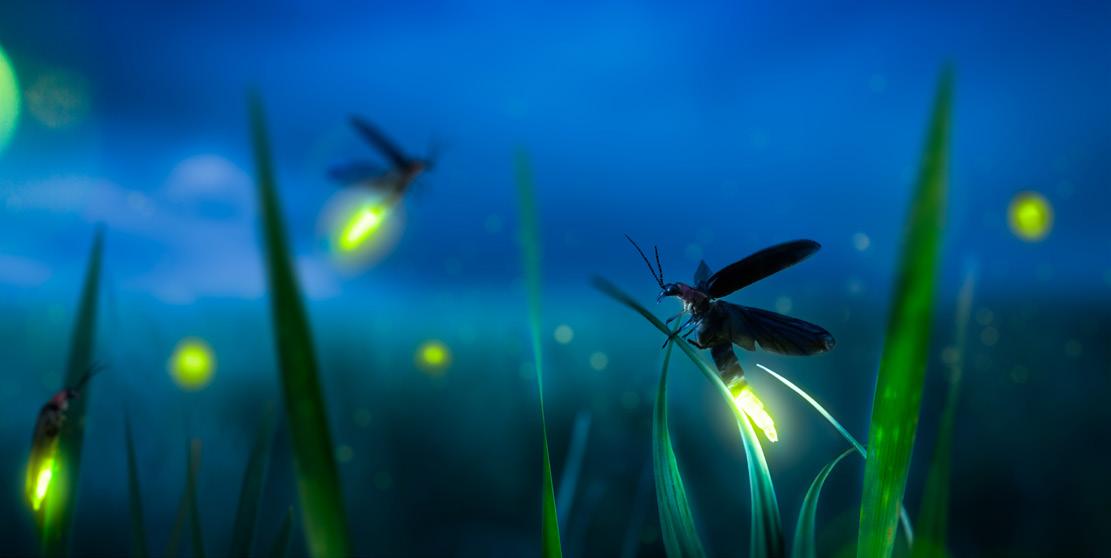 Park Activity Guide - Summer 2024 by stccparks - Issuu