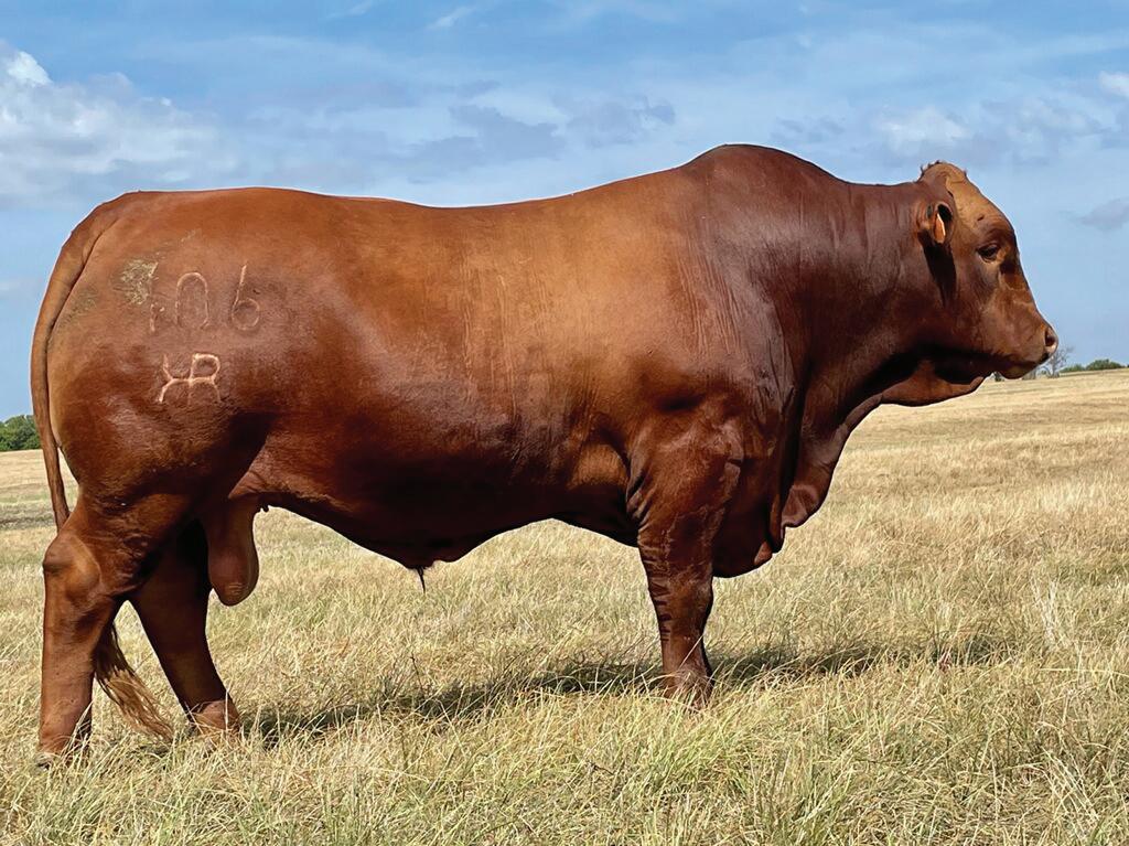 Red River Beefmaster Performance Group-Premium Female Sale 2024 by ...