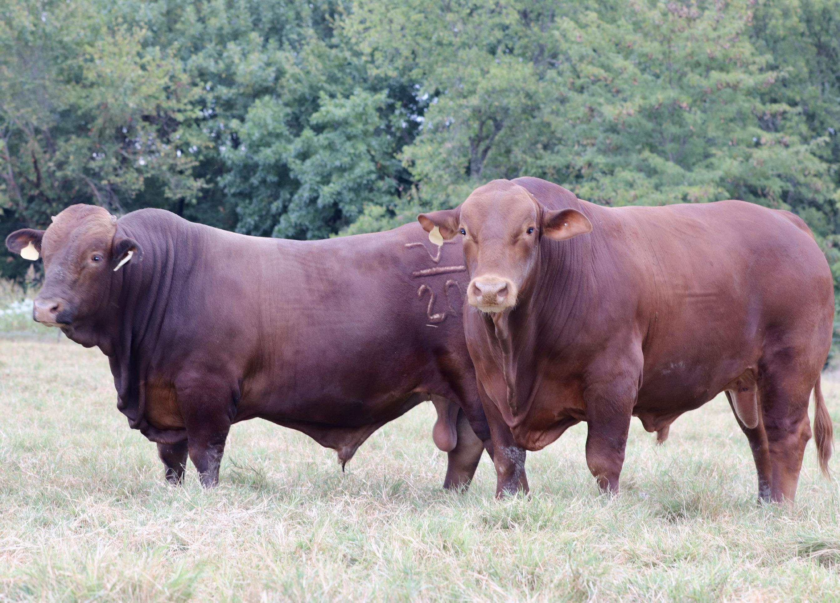 Red River Beefmaster Performance Group-Premium Female Sale 2024 by ...