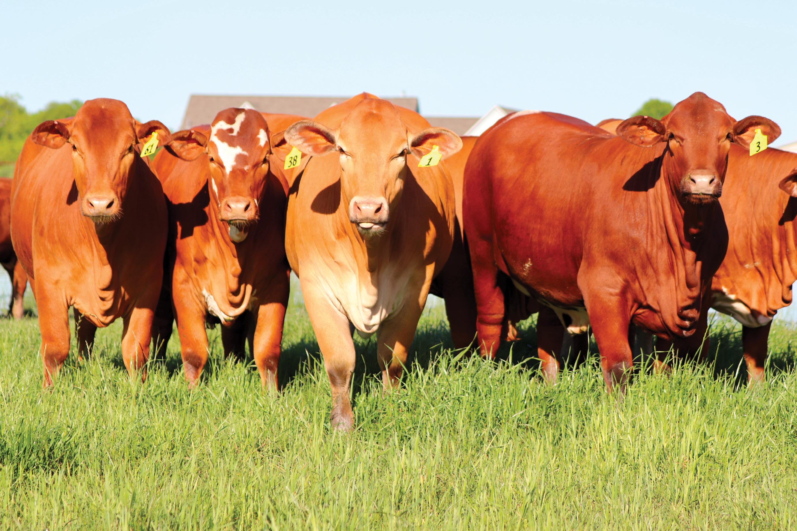 Red River Beefmaster Performance Group-Premium Female Sale 2024 by ...