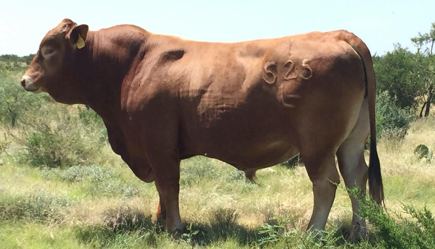 Red River Beefmaster Performance Group-Premium Female Sale 2024 by ...