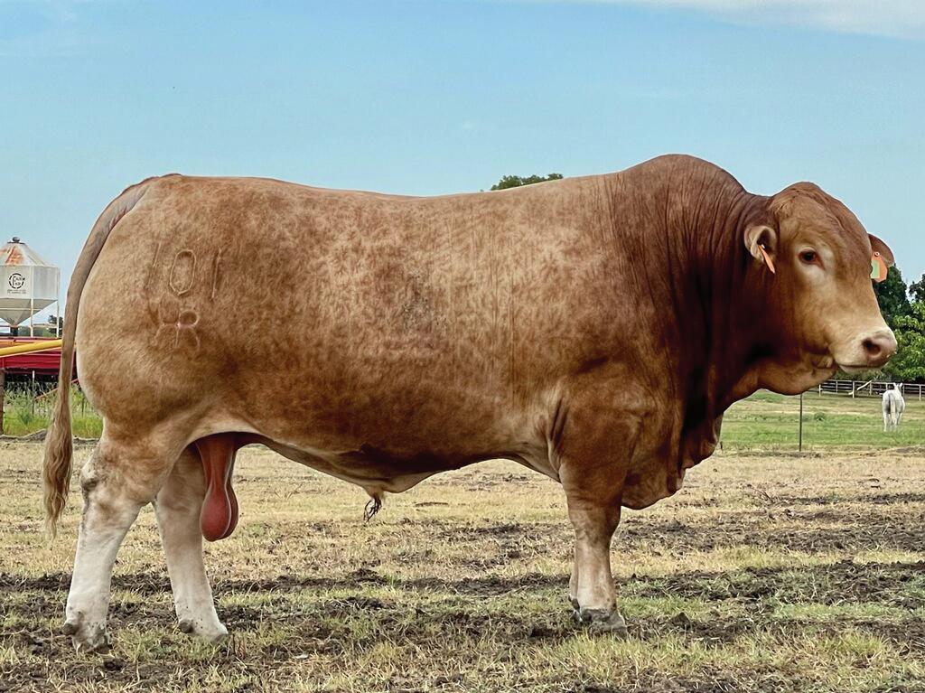 Red River Beefmaster Performance Group-Premium Female Sale 2024 by ...