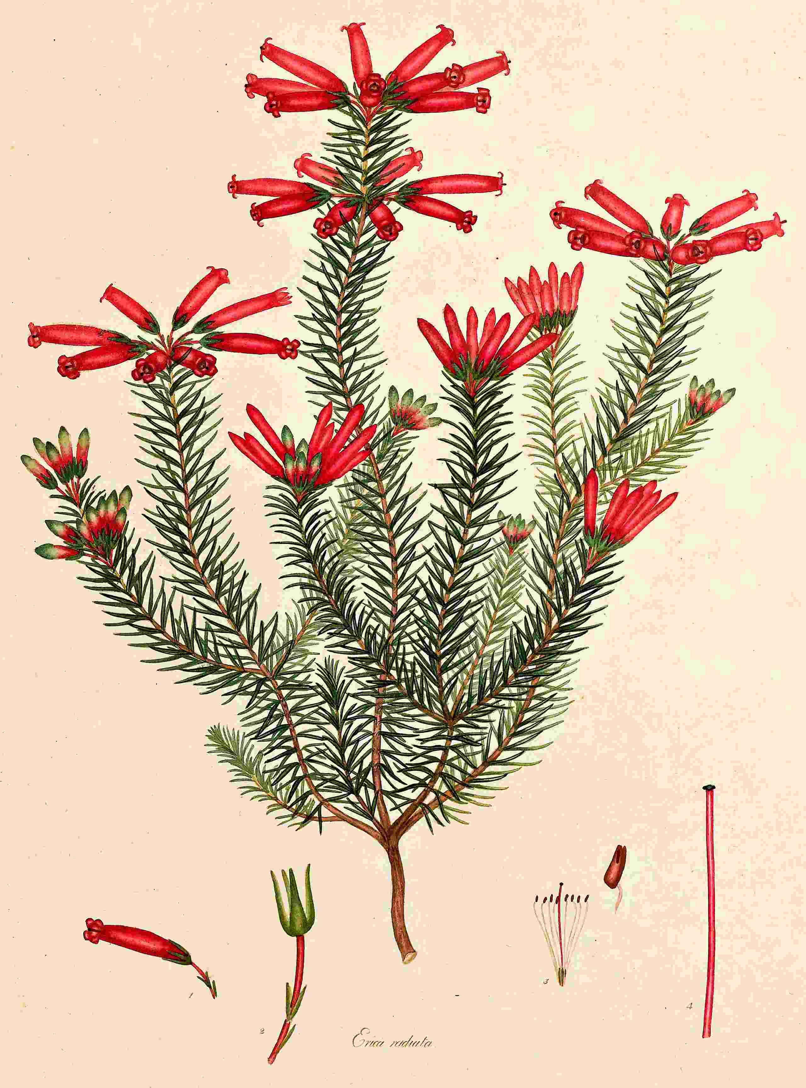 Race and nation in puerto rican folklore franz boas and john alden ...