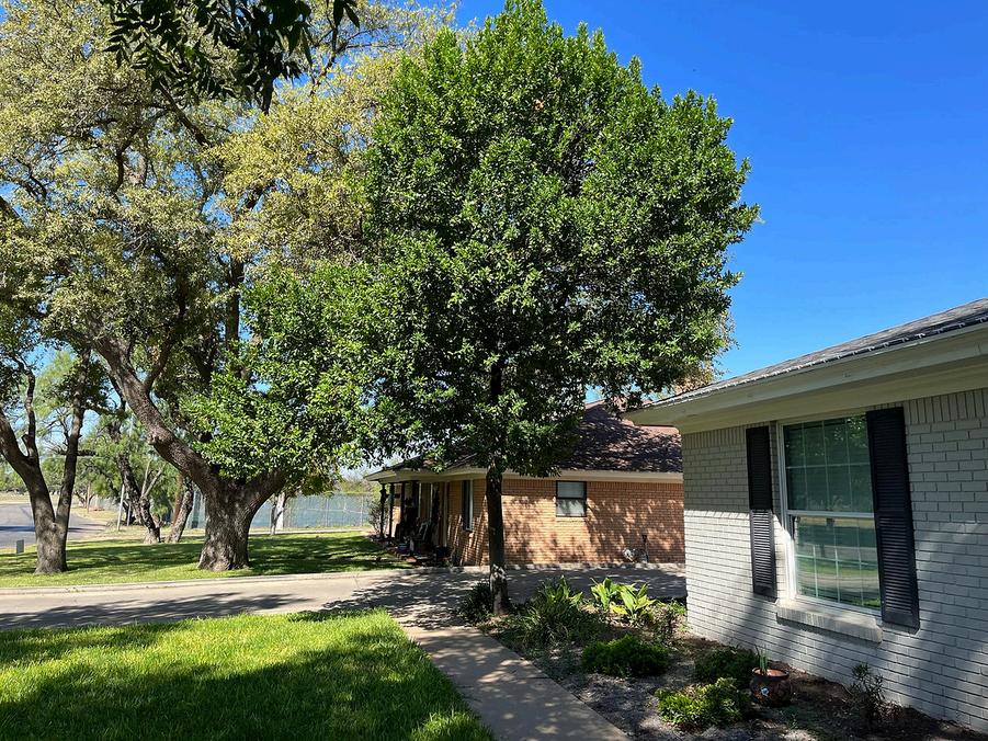 Unlocking the Beauty of Your Landscape: Tree Service in San Angelo by ...