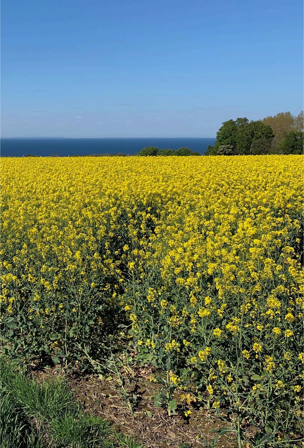 Österlen by Österlen - Issuu