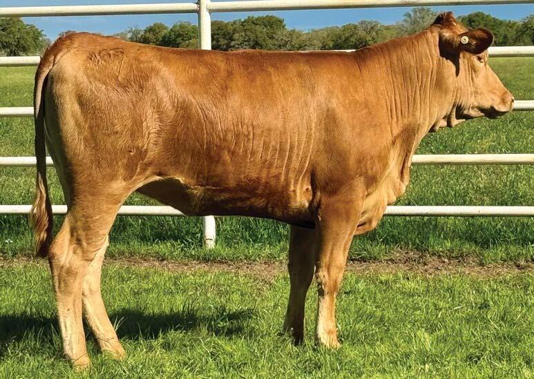 The Stars of Akaushi in Cowtown by americanakaushiassociation1 - Issuu