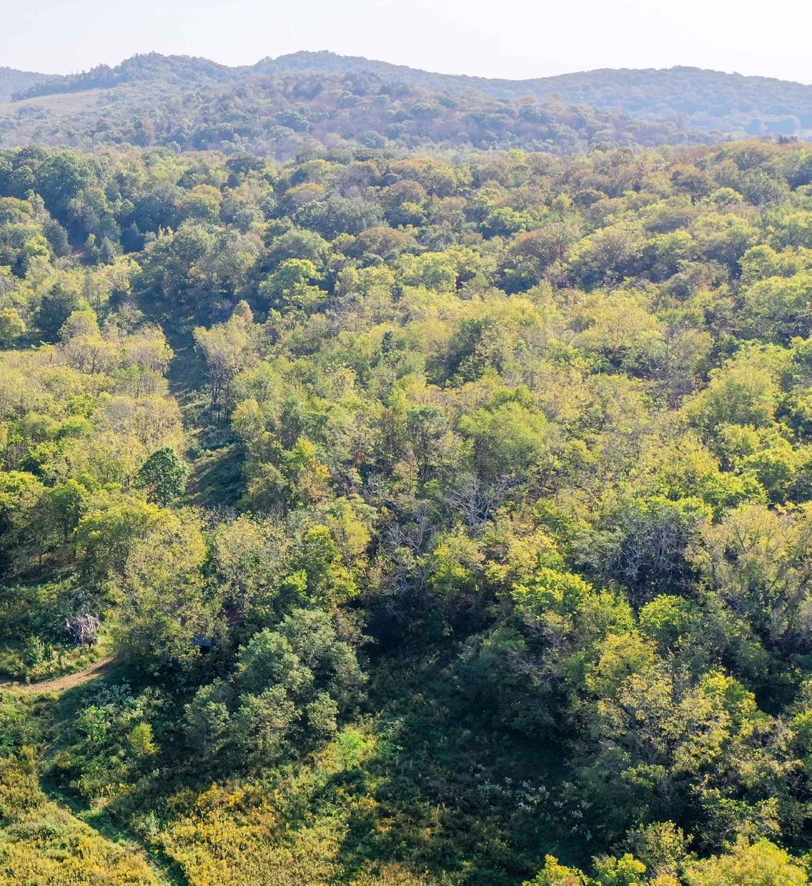 Arrington Woods | Arrington, TN | Phase 1 by Lisa Culp Taylor | LCT ...