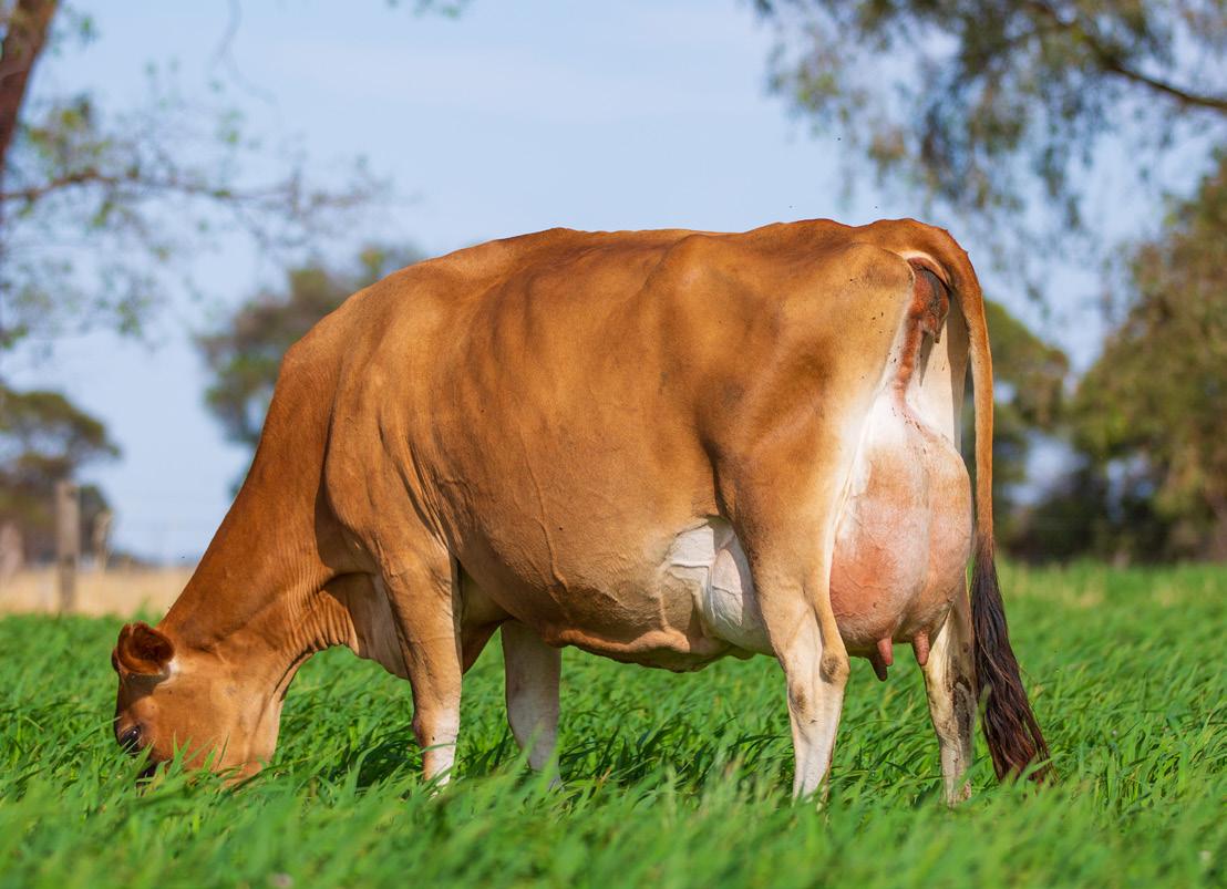 Brookbora Jerseys Online Bull Sale May 2024 by Consulting Services - Issuu
