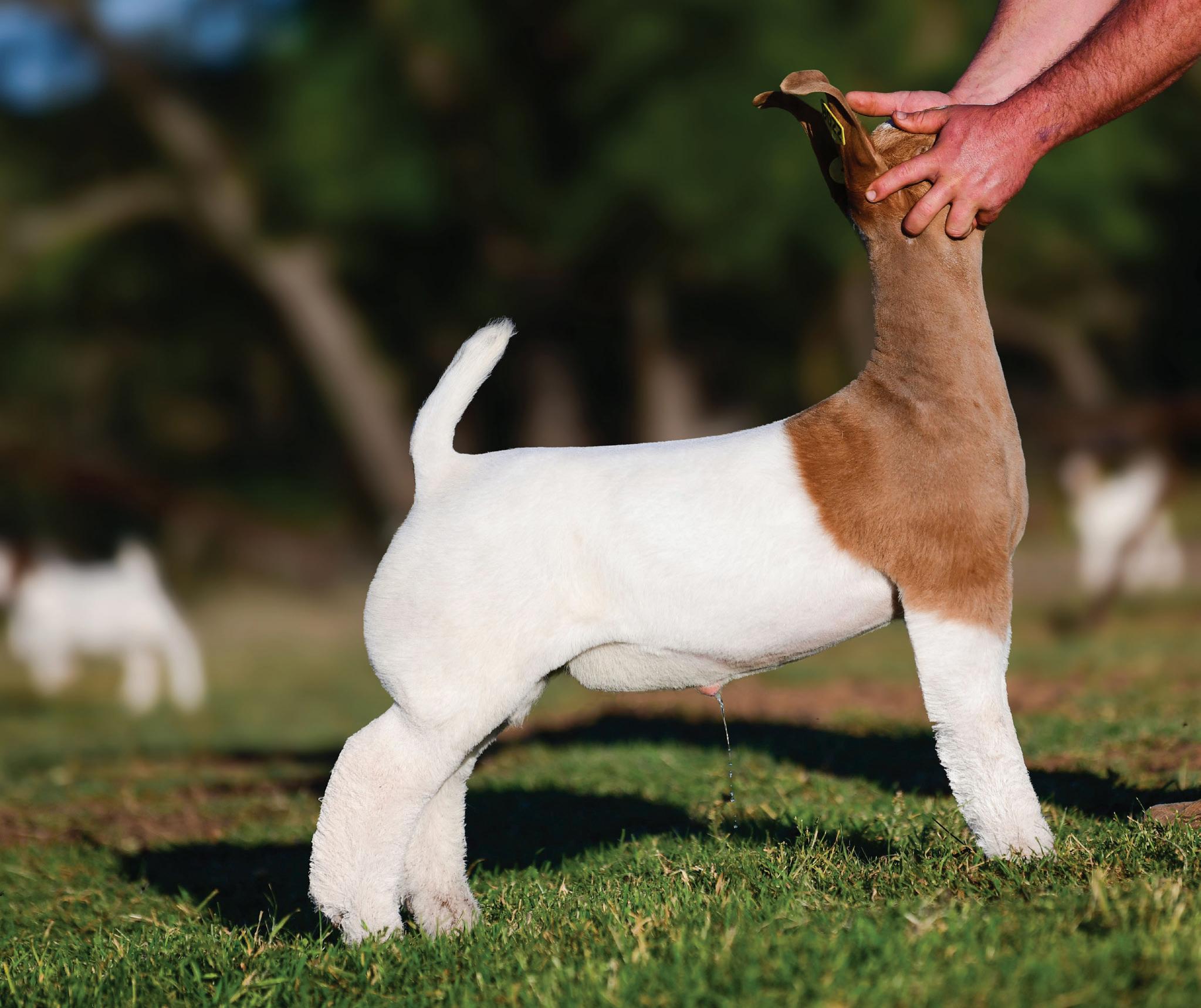 Williams-Jade-Bowers Sires 2024 by bolesmarketingco - Issuu