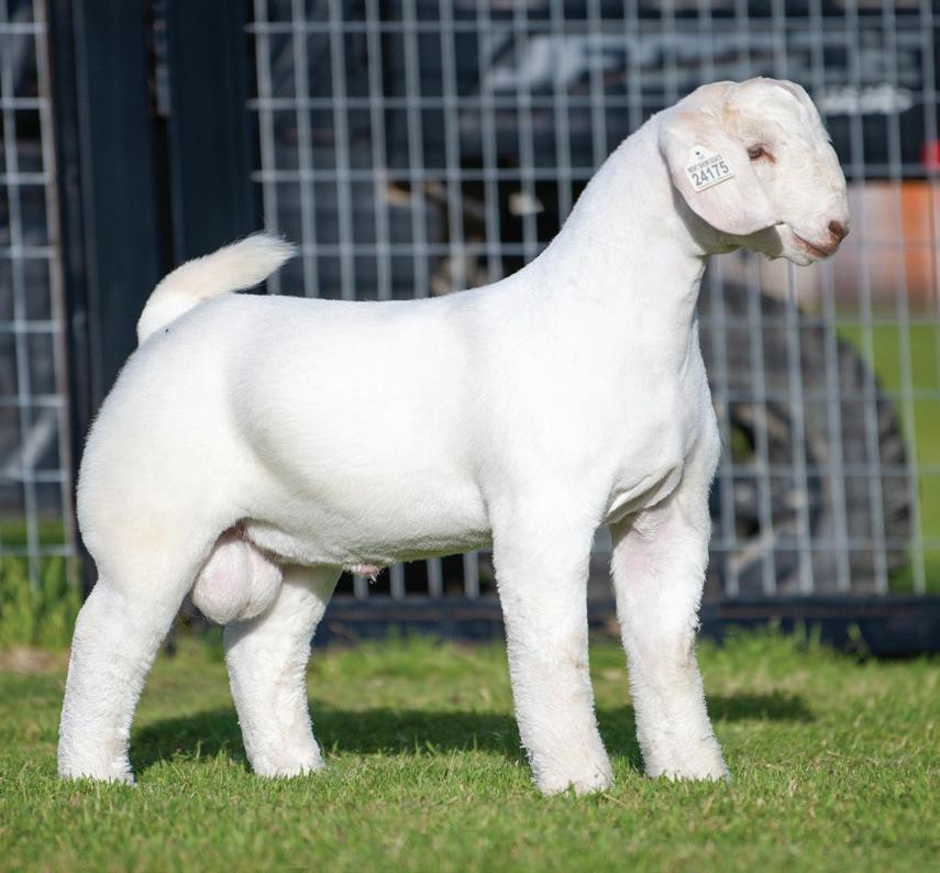 Williams-Jade-Bowers Sires 2024 by bolesmarketingco - Issuu