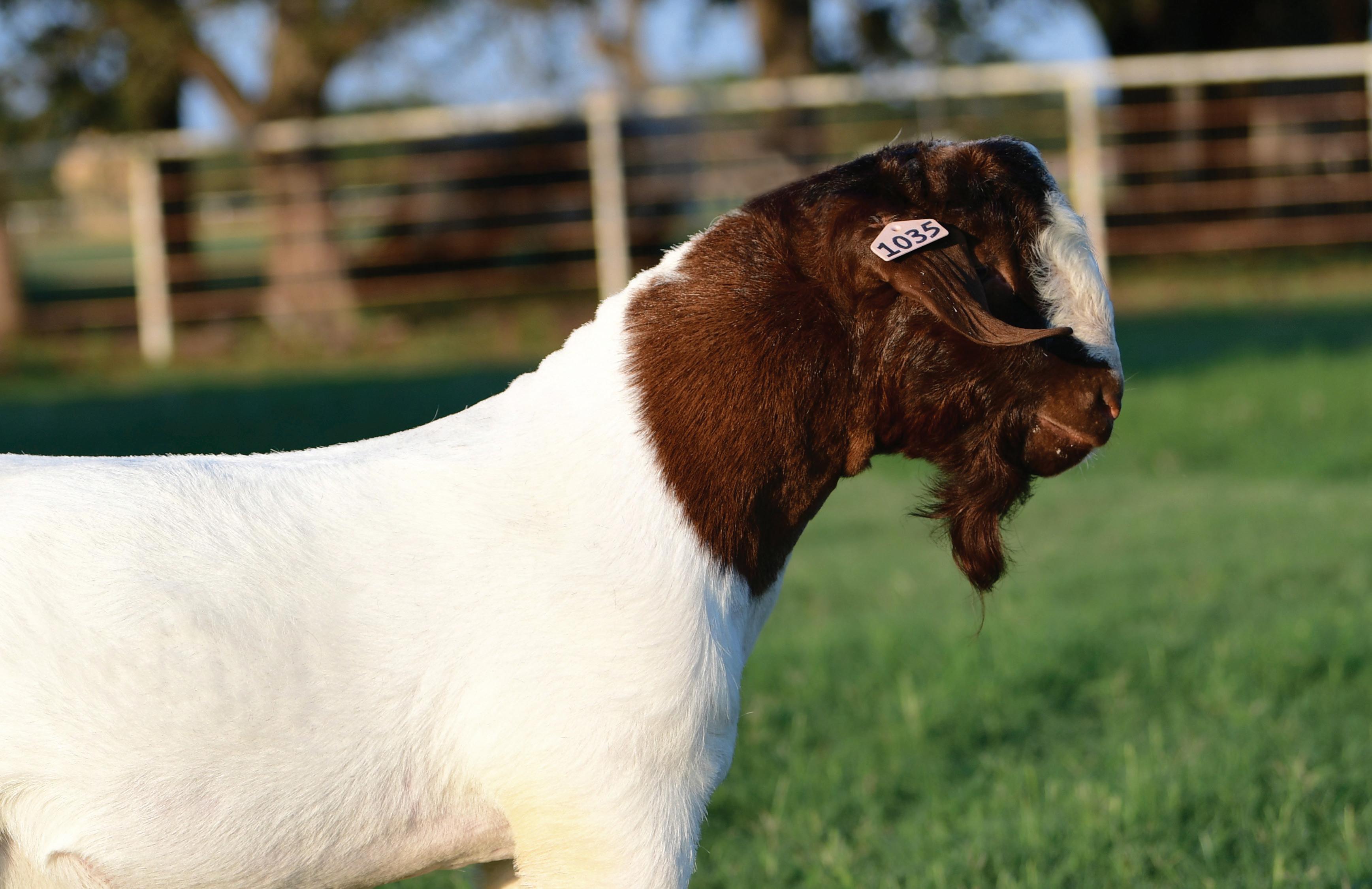 Williams-Jade-Bowers Sires 2024 by bolesmarketingco - Issuu