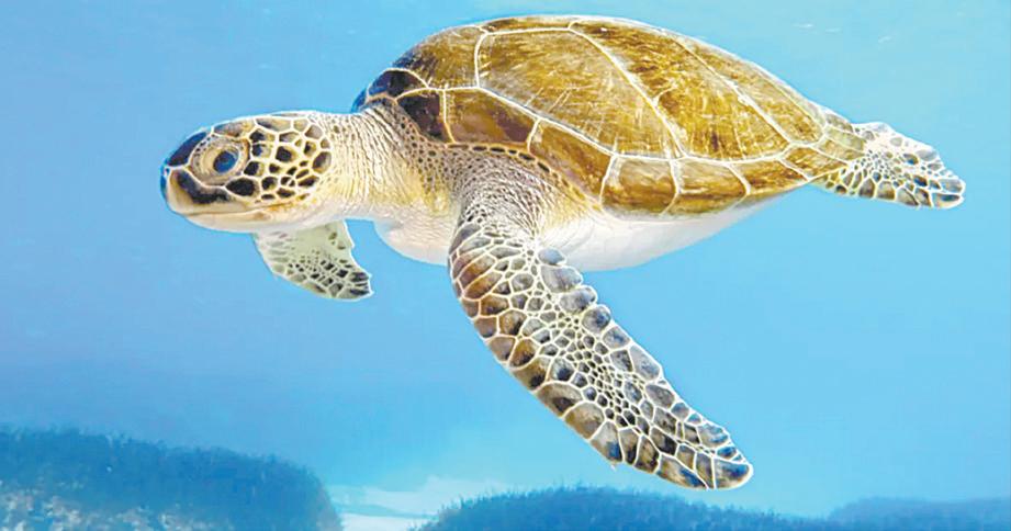 Infografía Por Esto Día Mundial de la Tortuga by PorEsto! - Issuu
