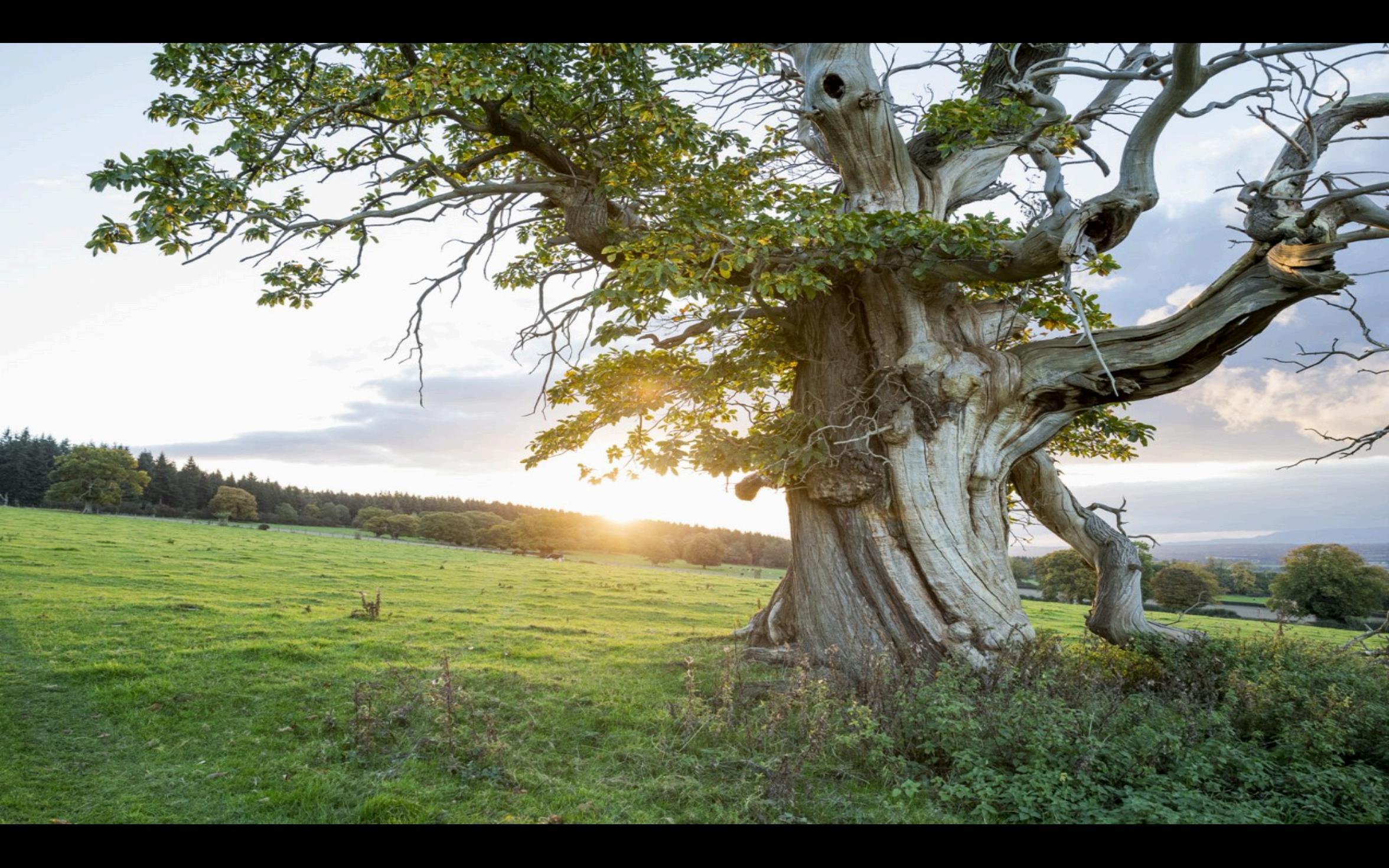 Ancient Tree Forum case for support by claredevillanueva - Issuu