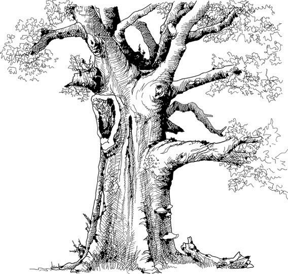 Ancient Tree Forum case for support by claredevillanueva - Issuu