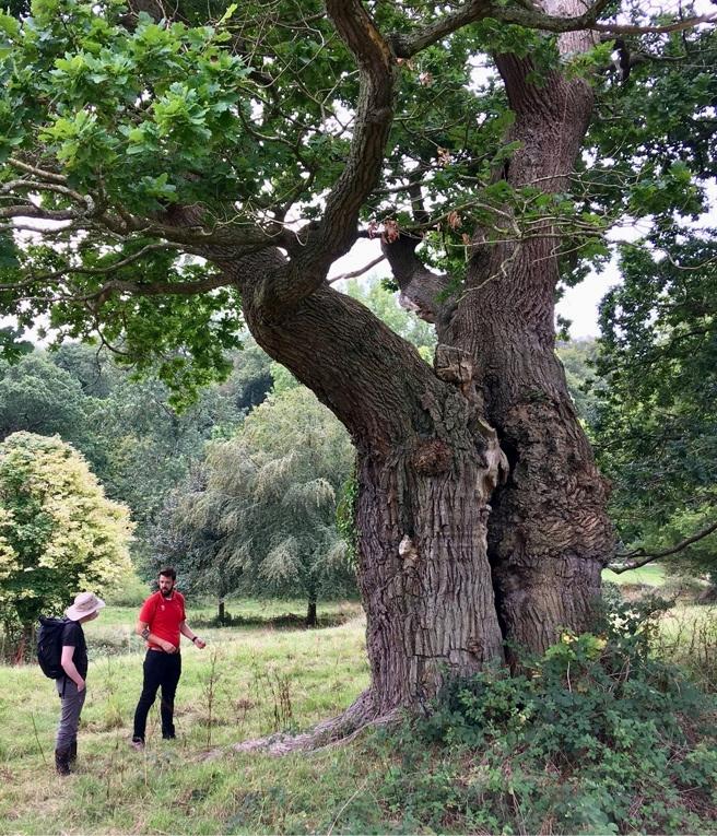 Ancient Tree Forum case for support by claredevillanueva - Issuu