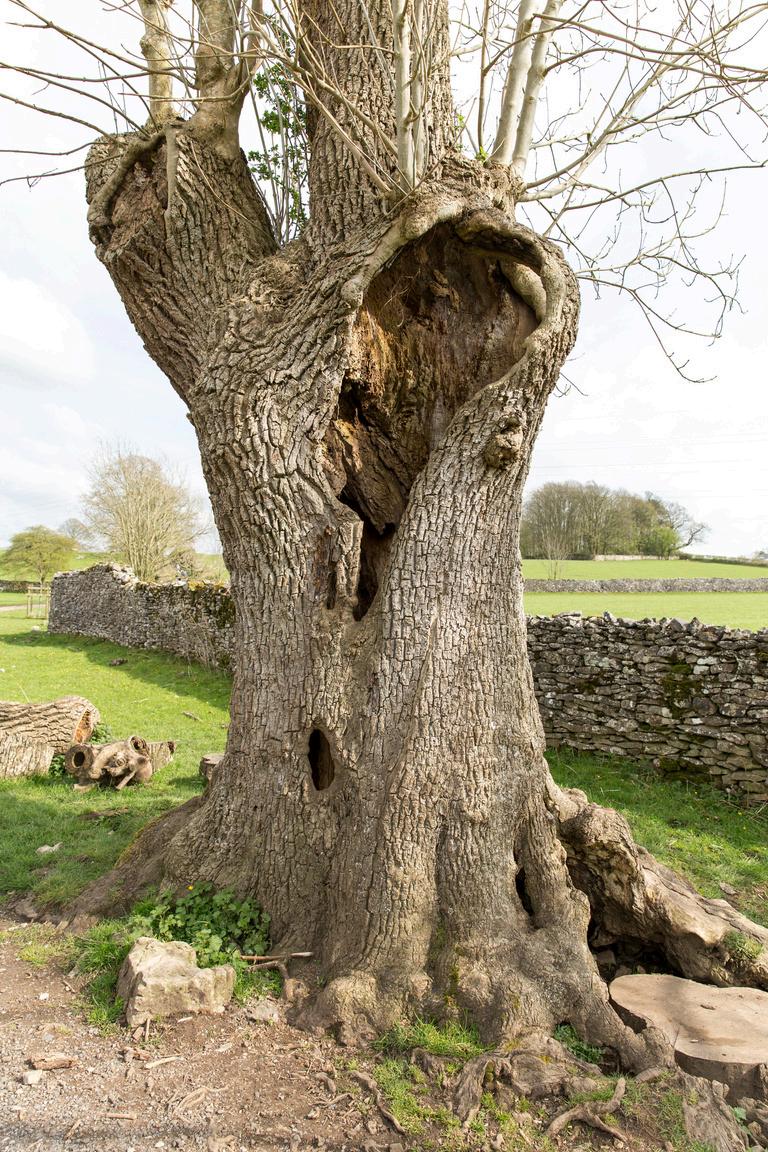 Ancient Tree Forum case for support by claredevillanueva - Issuu