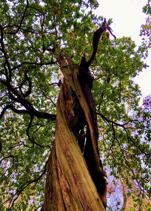 Ancient Tree Forum case for support by claredevillanueva - Issuu