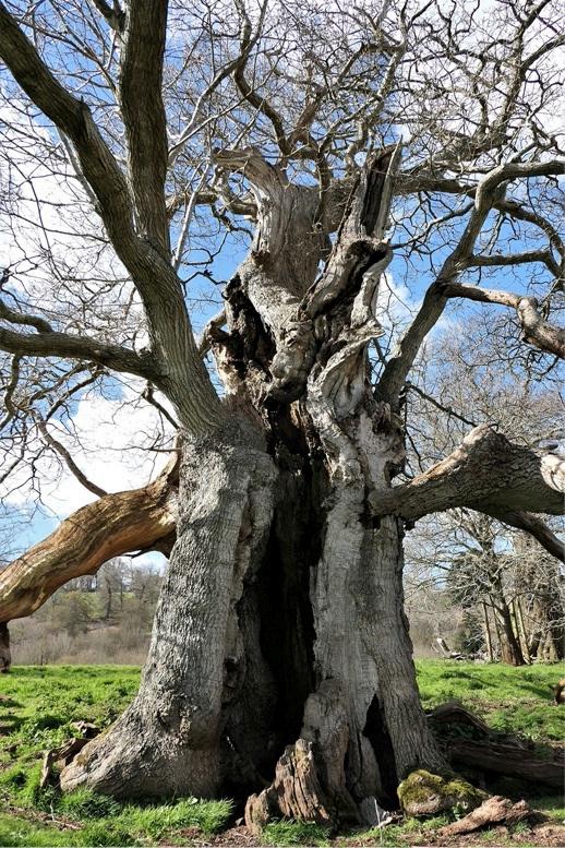 Ancient Tree Forum case for support by claredevillanueva - Issuu