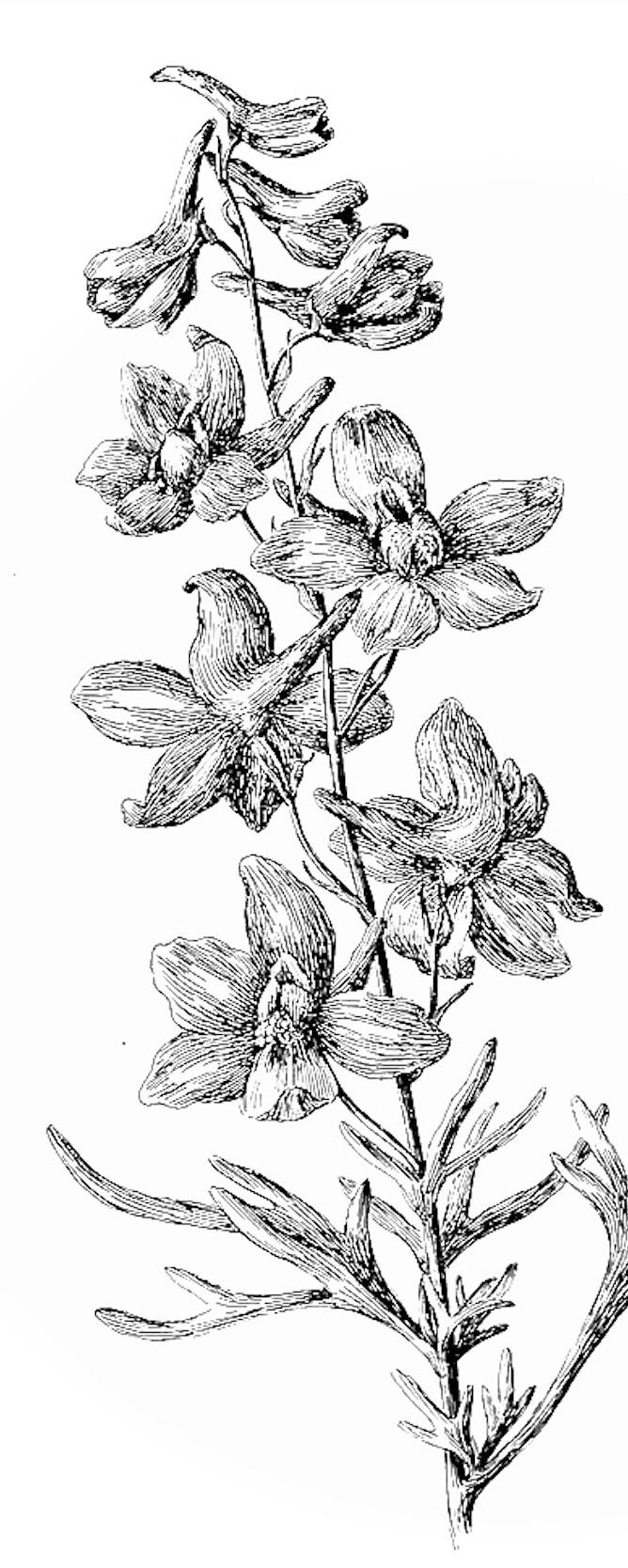 Tristan Wilson – Hyacinth by tristanwilsonmusic - Issuu