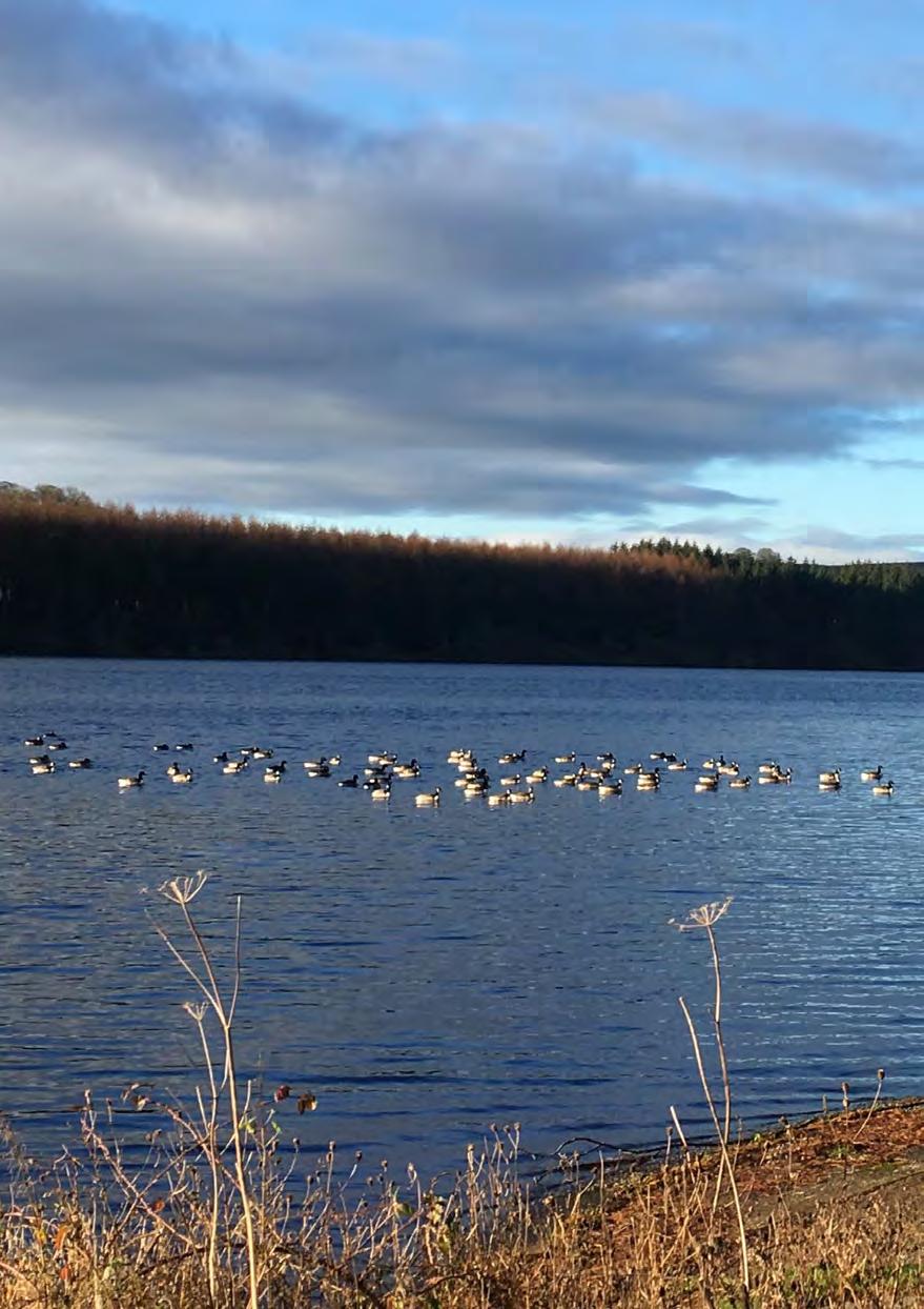 Explore Nidderdale-Draft by matthew-bottomley - Issuu