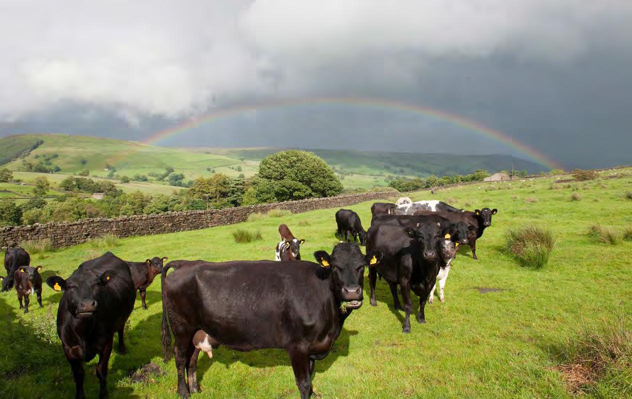Explore Nidderdale-Draft by matthew-bottomley - Issuu