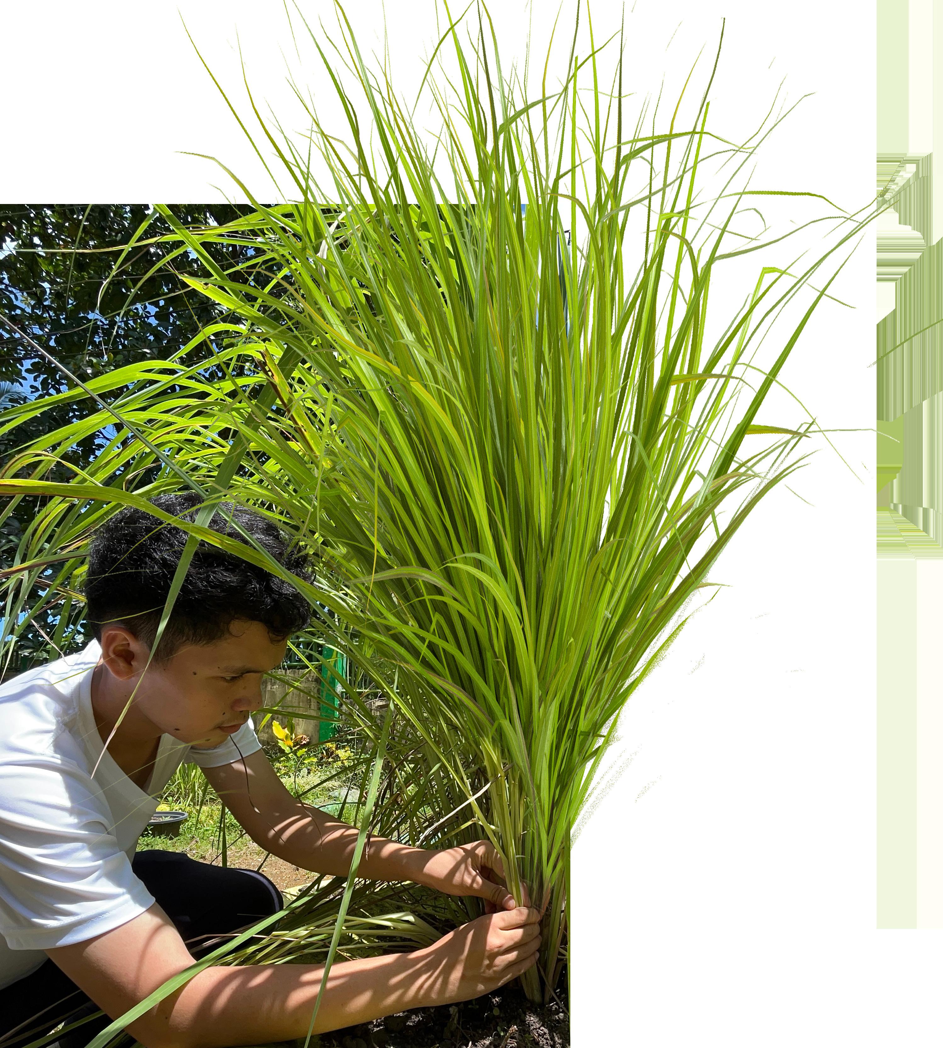 The Summit_Secondary English_Mangagoy NHS_Bislig City by Brenth Neolms ...