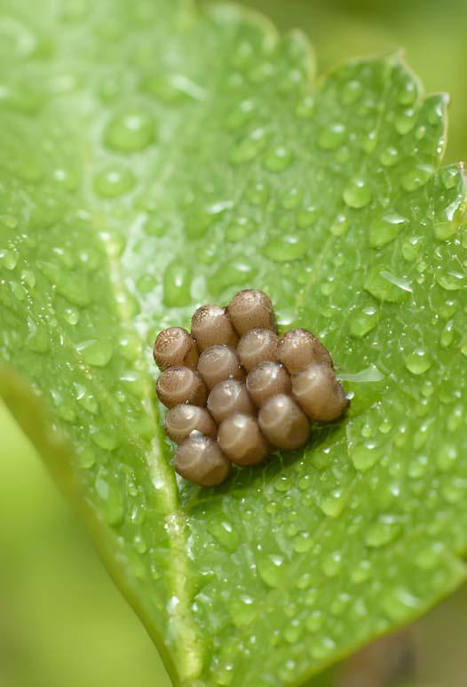 TẠP CHÍ INSECT ECOLOGY | No.19 | Đặc điểm sinh học của loài ruồi by PMC ...