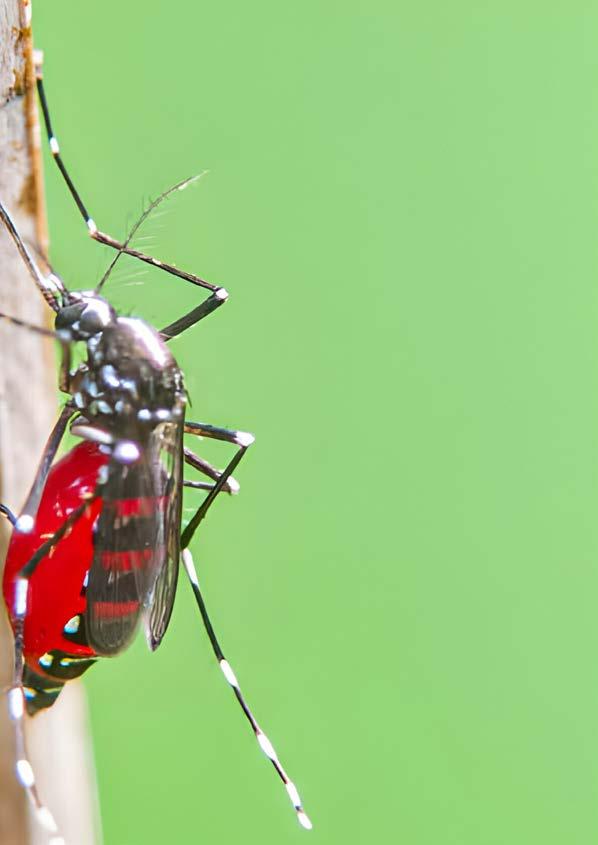 TẠP CHÍ INSECT ECOLOGY | No.19 | Đặc điểm sinh học của loài ruồi by PMC ...