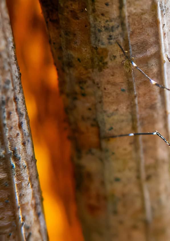 TẠP CHÍ INSECT ECOLOGY | No.19 | Đặc điểm sinh học của loài ruồi by PMC ...