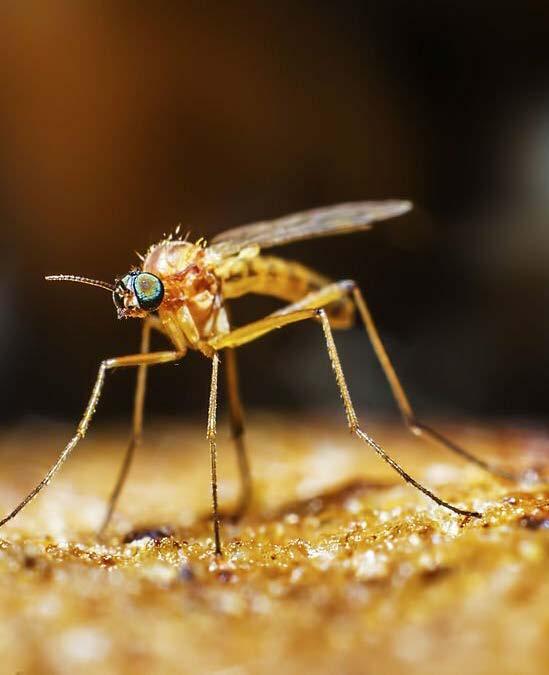 TẠP CHÍ INSECT ECOLOGY | No.19 | Đặc điểm sinh học của loài ruồi by PMC ...