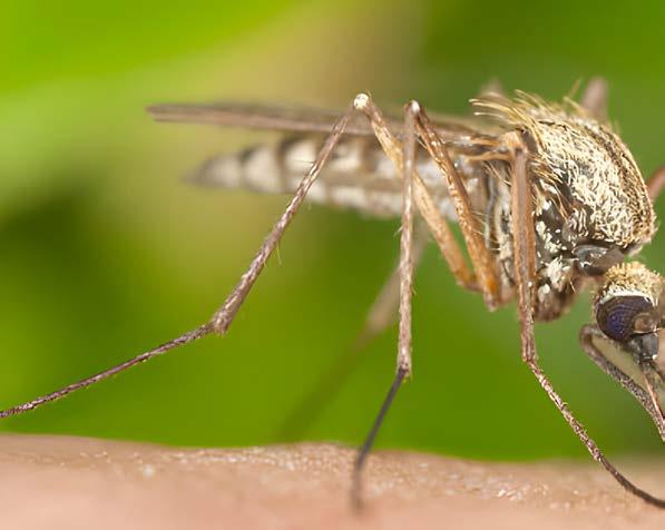 TẠP CHÍ INSECT ECOLOGY | No.19 | Đặc điểm sinh học của loài ruồi by PMC ...