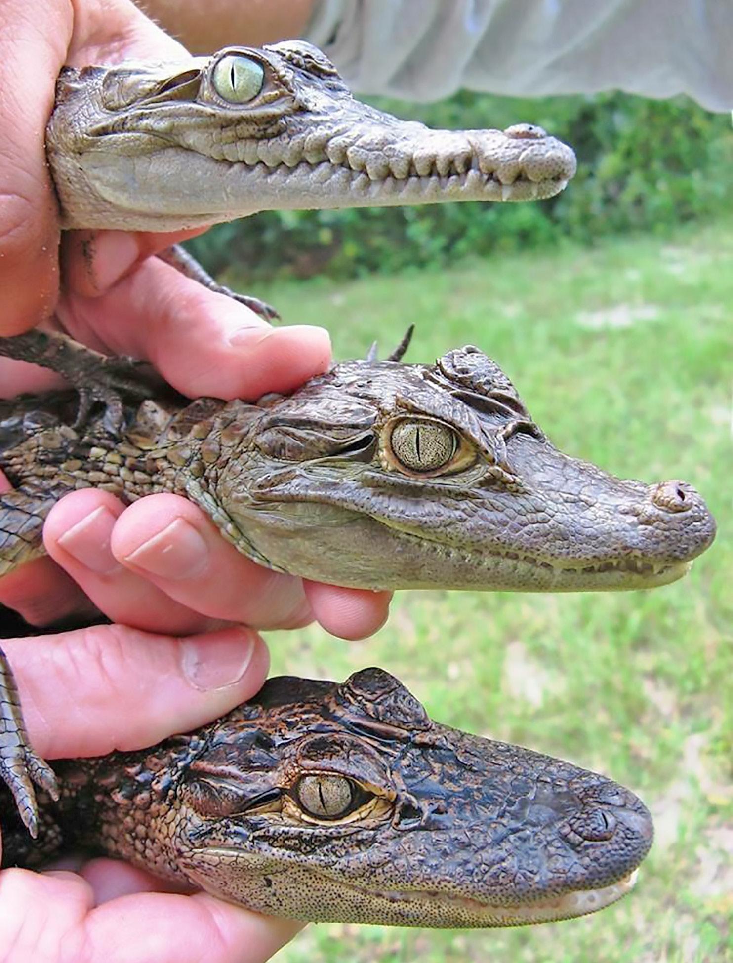 Alligators and Crocodiles - Issuu