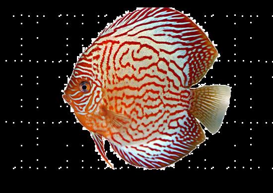 The Fish Shop That Has It All by Mo Aquatics - Issuu