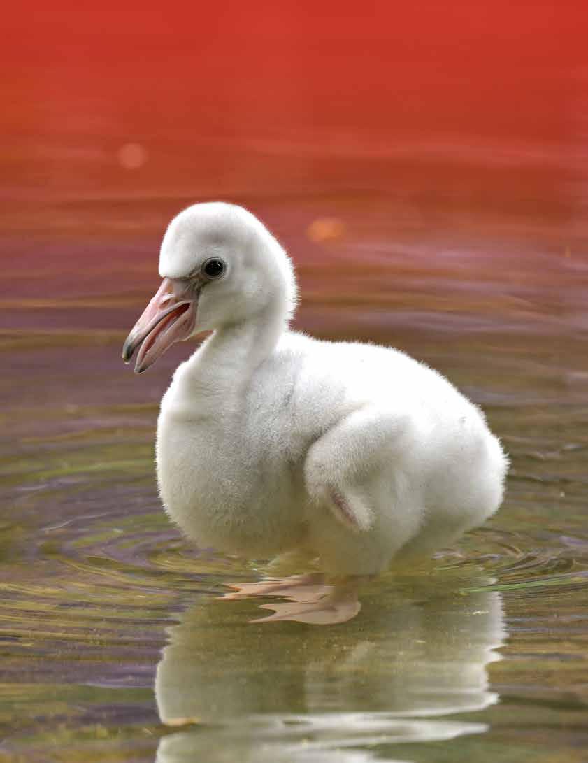 Riverbanks Member Magazine | July-August 2024 by Riverbanks Zoo and ...