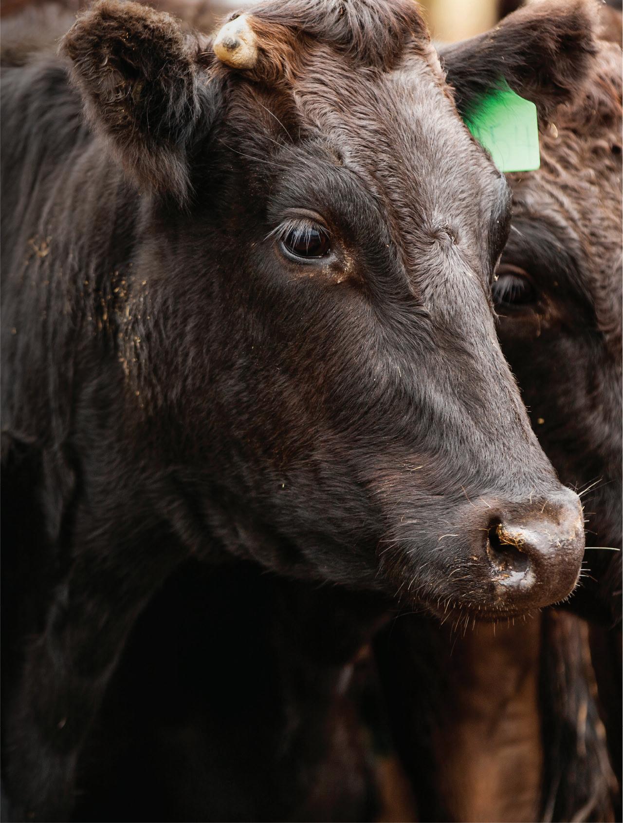 Issue 88 | Wagyu Quarterly Update, Winter 2024 by Australian Wagyu ...