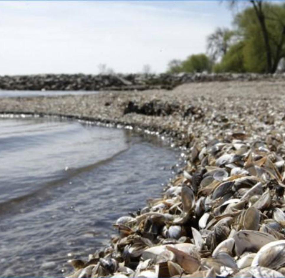 Zequanox: A Sustainable Solution for Invasive Mussel Control by ...