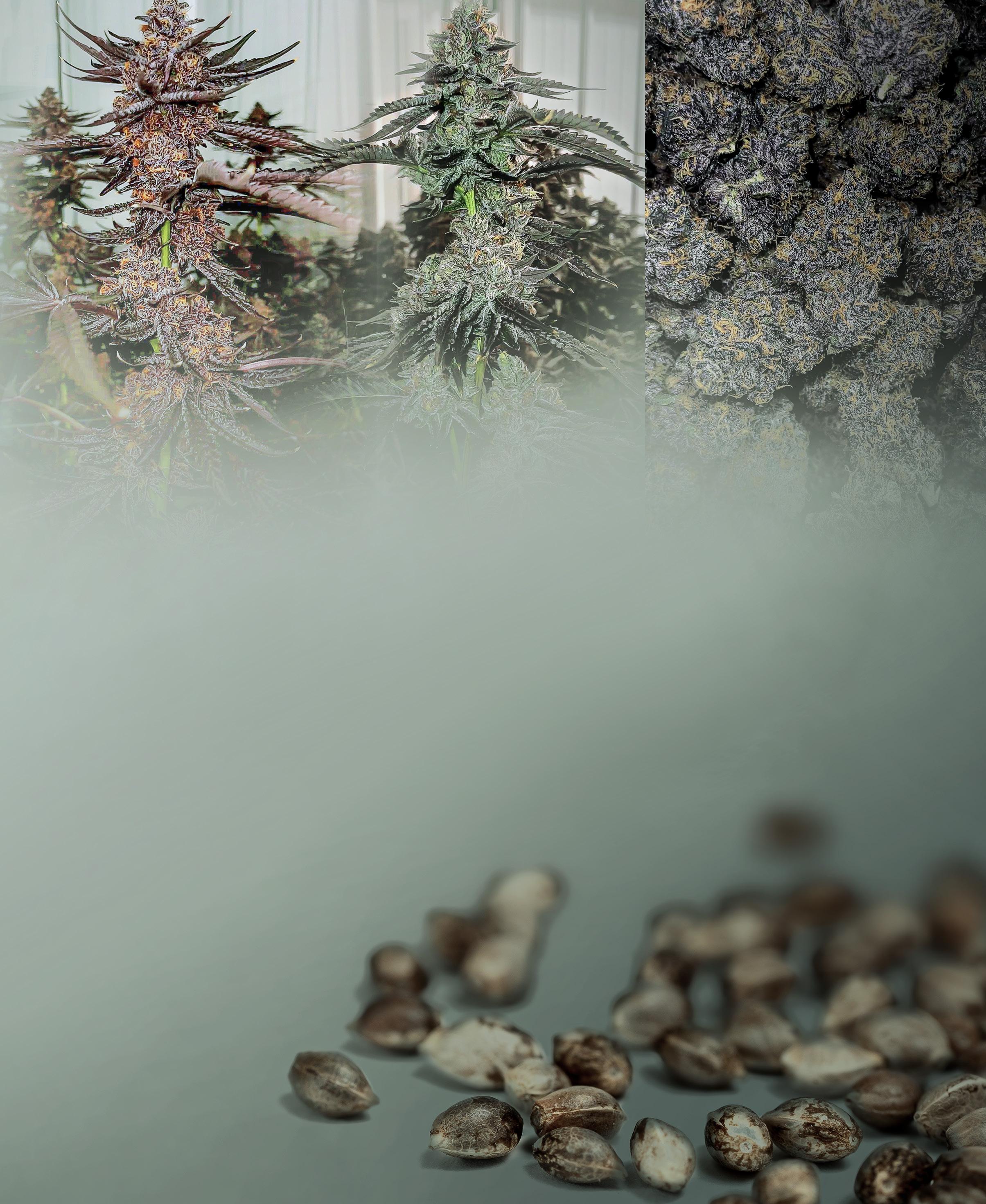 The Athena Handbook (Imperial) by Athena Ag - Issuu