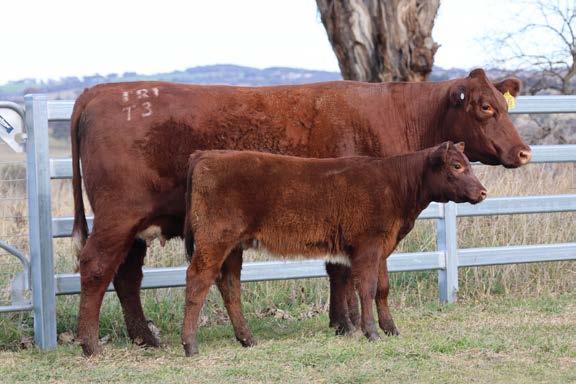 Northern Exposure Shorthorn Sale 2024 by Five Star Creative Promotions ...