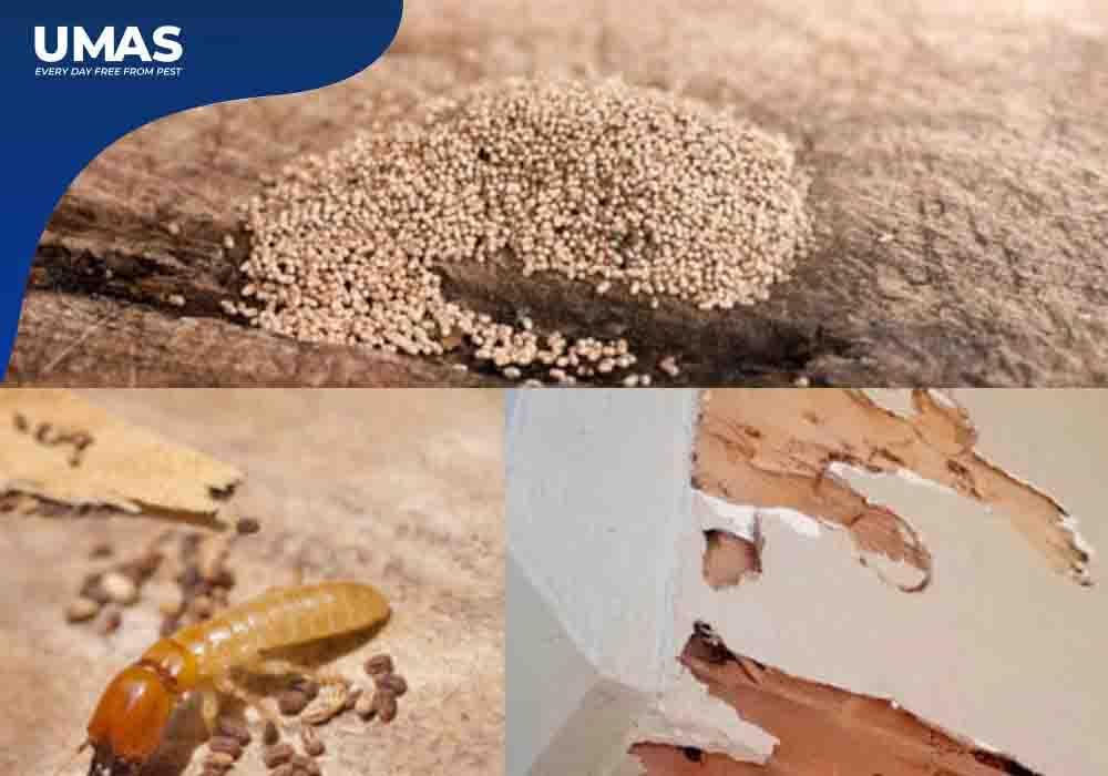 Pest Control Bali: Solusi Terbaik untuk Rumah dan Bisnis Anda by ...