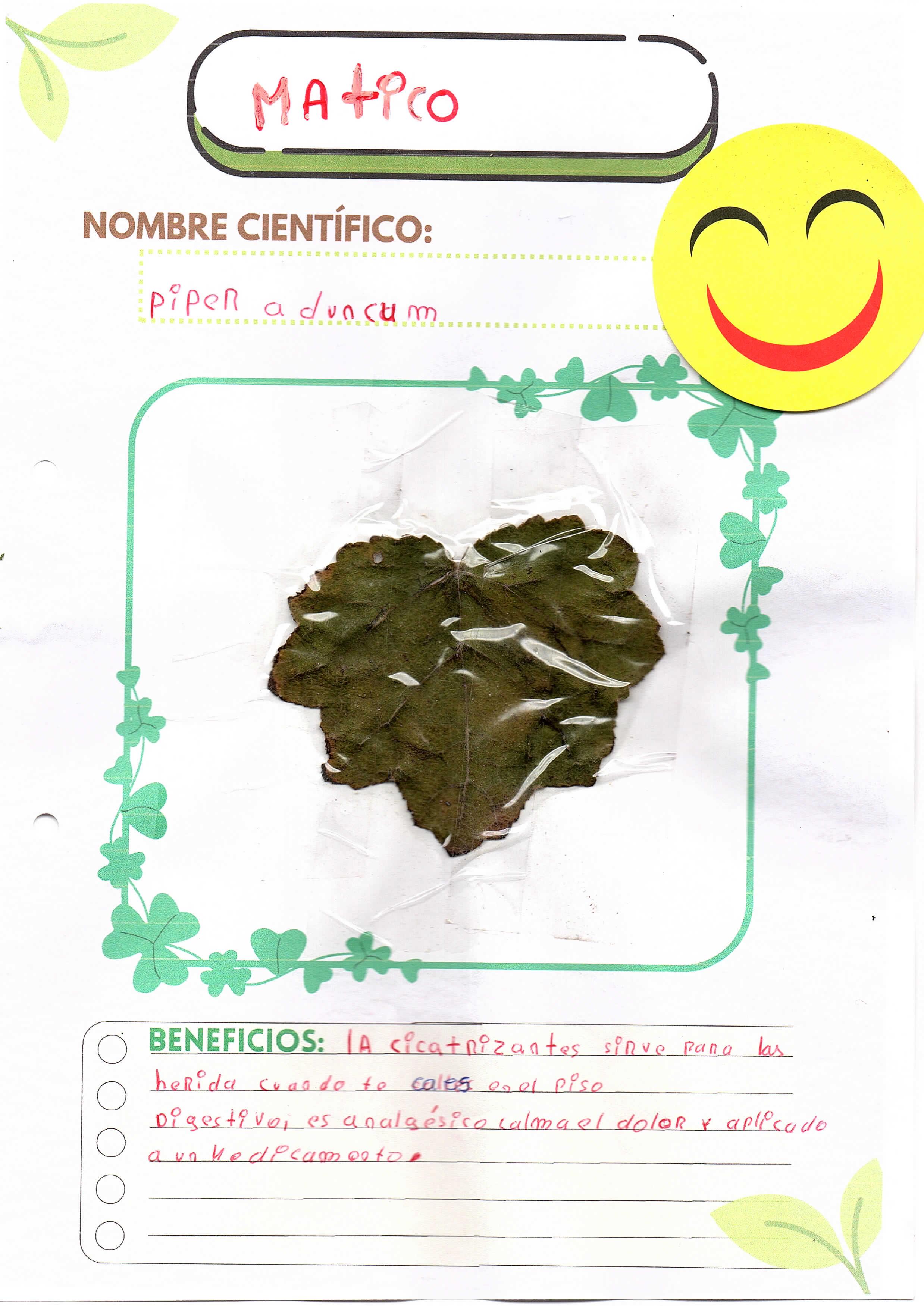 HERBARIO DE PLANTAS MEDICINALES by susan yessenia chavez moreno - Issuu
