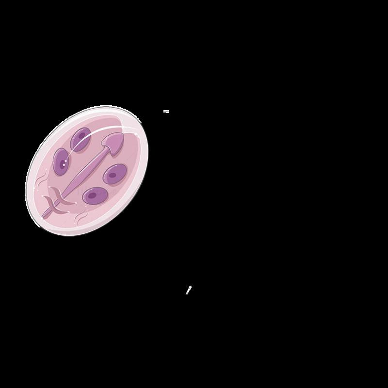 FLASHCARDS DE PARASITOS PROTOZOARIOS by Arriola Ascencio Jovan - Issuu