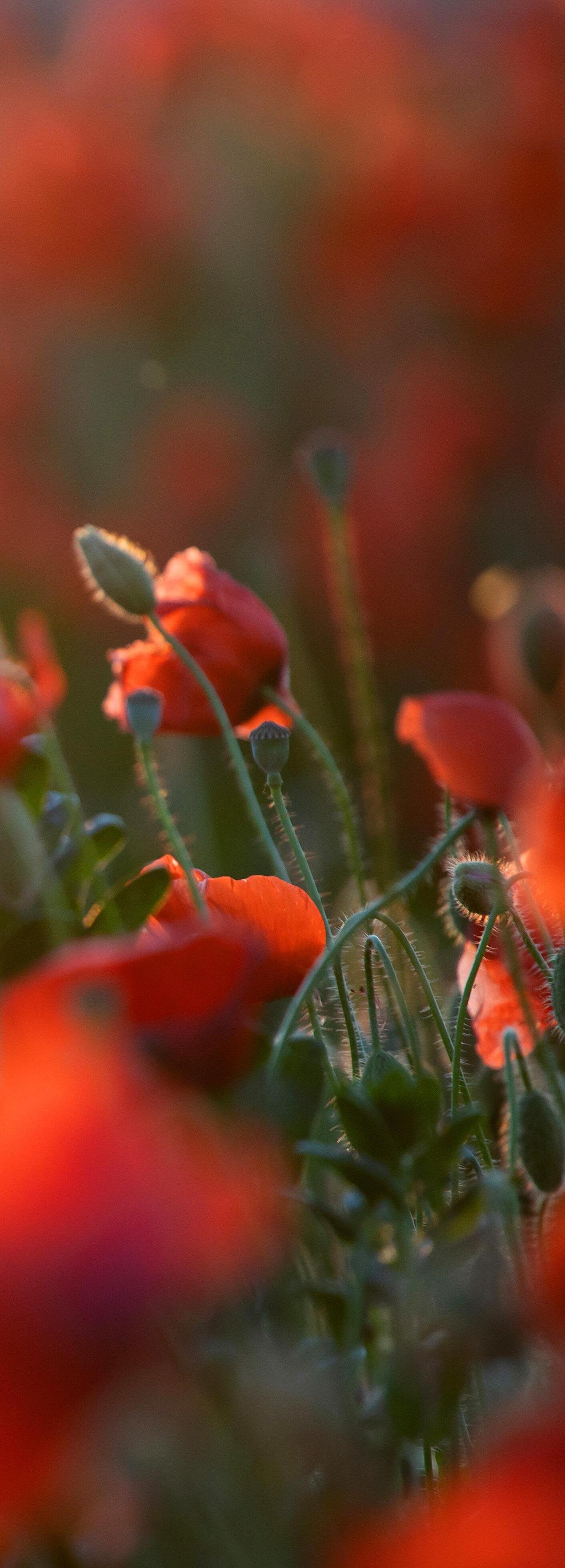 Sid Jacobson JCC Program Guide, September 2024-January 2025 by Sid ...