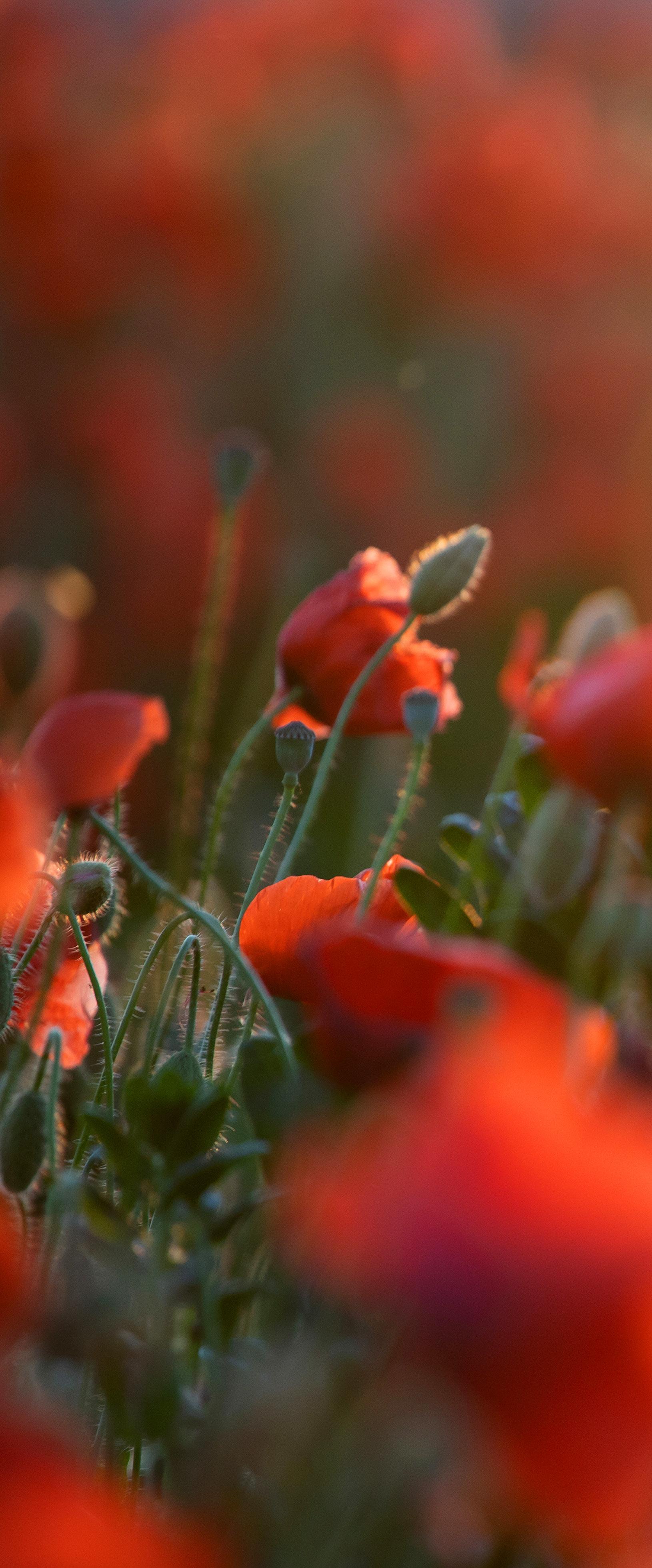 Sid Jacobson JCC Program Guide, September 2024-January 2025 by Sid ...