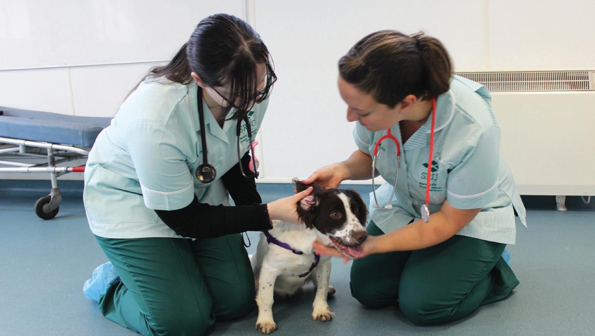 Veterinary Nursing BSc/BSc (Hons) by Scotland's Rural College (SRUC ...