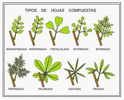 HOJAS by Miguel Marroquin - Issuu