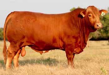 Red River Beefmasters Performance Group Premium Bull Sale by ...