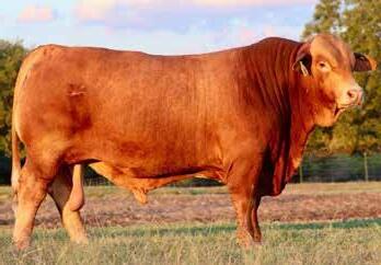 Red River Beefmasters Performance Group Premium Bull Sale by ...