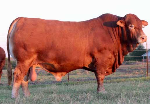 Red River Beefmasters Performance Group Premium Bull Sale by ...